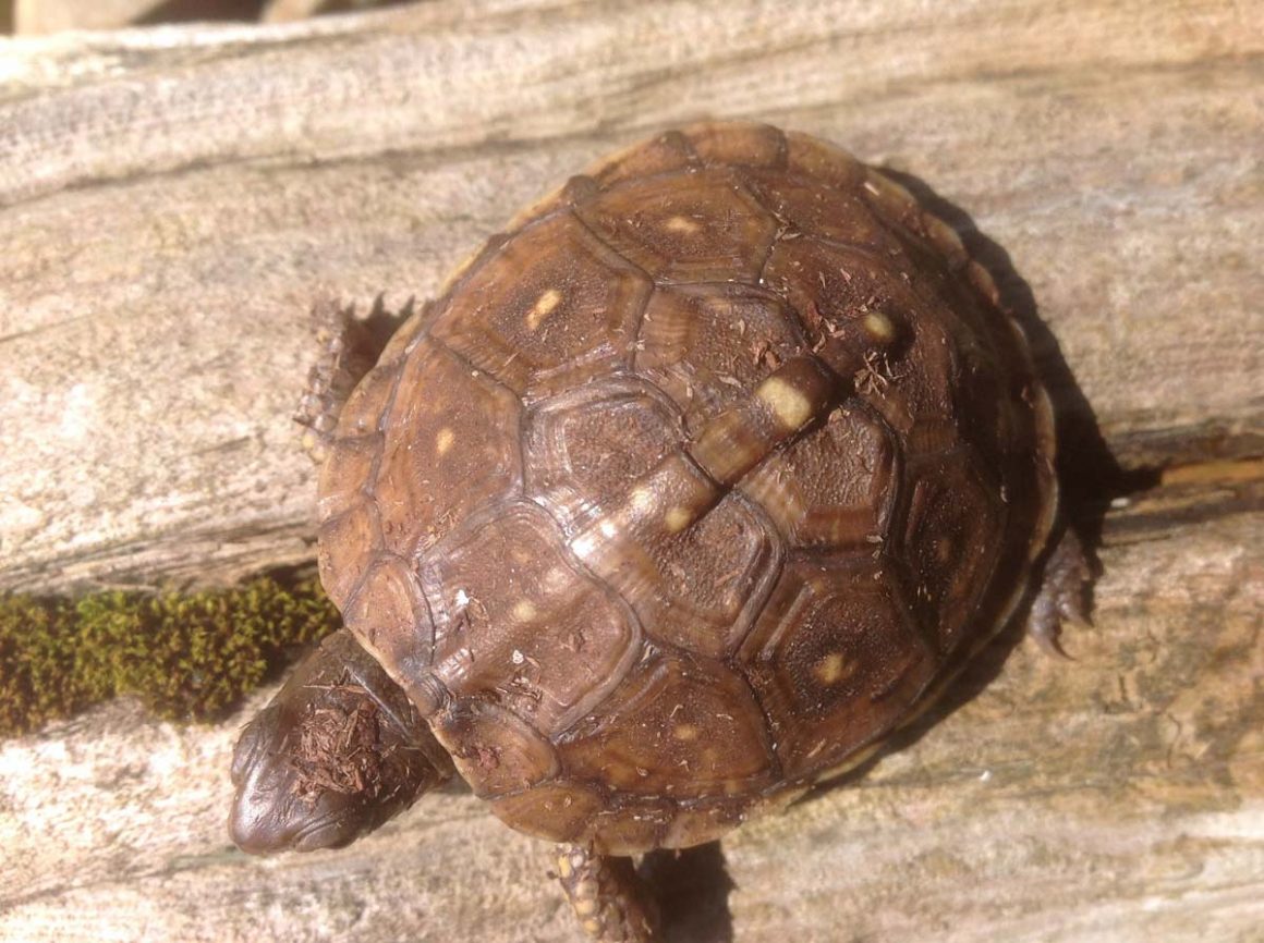 Three-Toed Box Turtle - Tortoise Passion