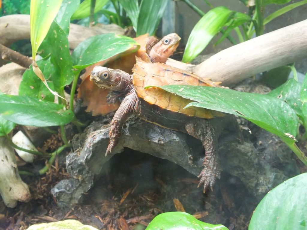 Black-Breasted Leaf Turtles - Tortoise Passion